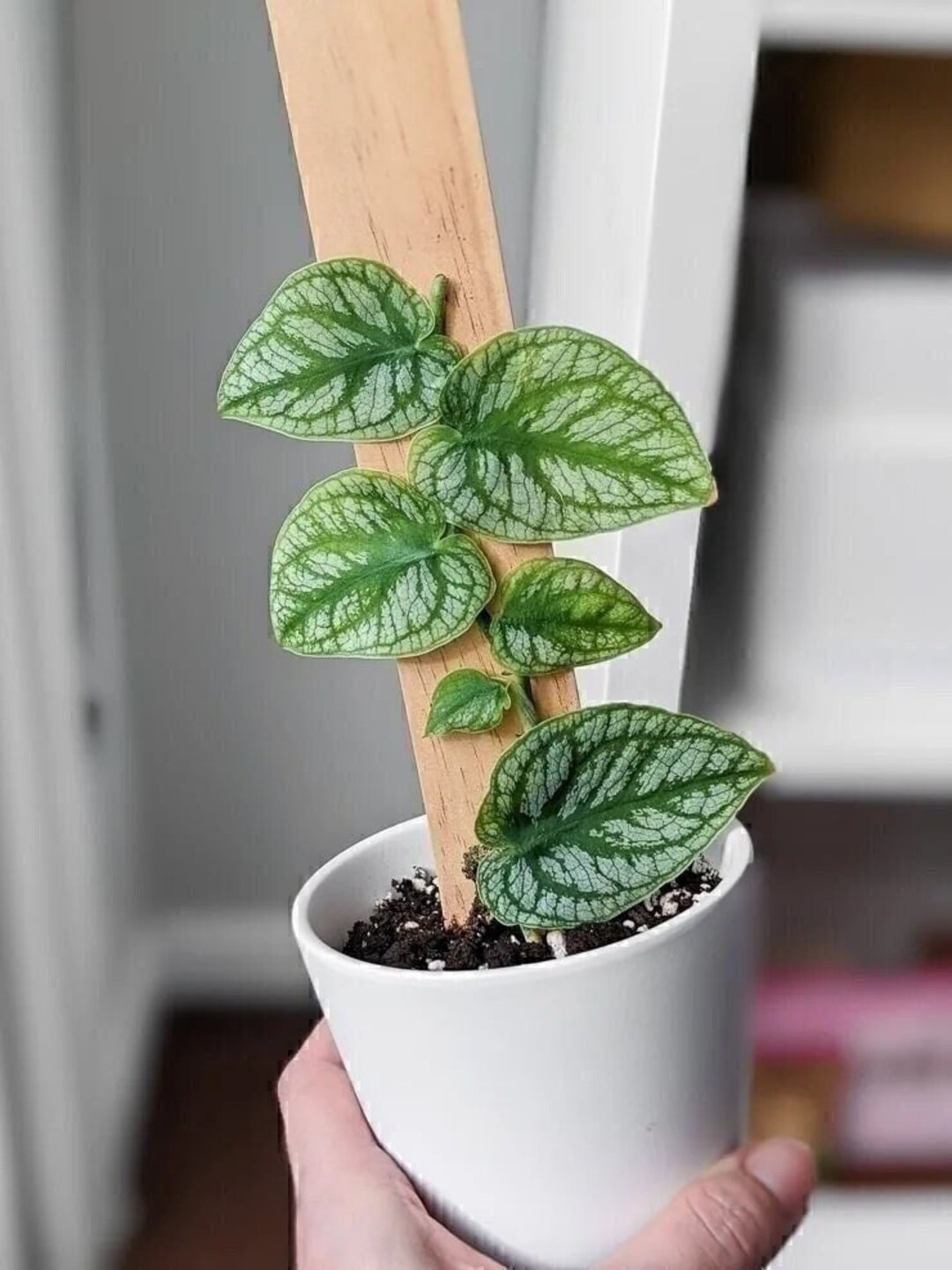 20 Monstera Dubia Seeds, M Dubia, seltene Zimmerpflanze, Monstera Rare ...