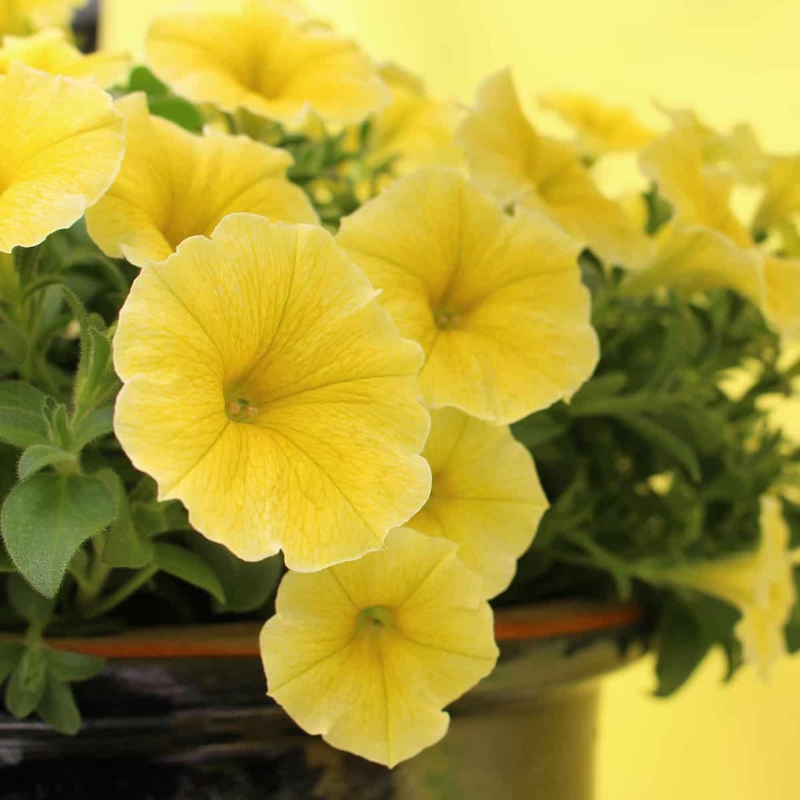 20 Yellow Petunia Seeds for Home Garden-gardening - Etsy