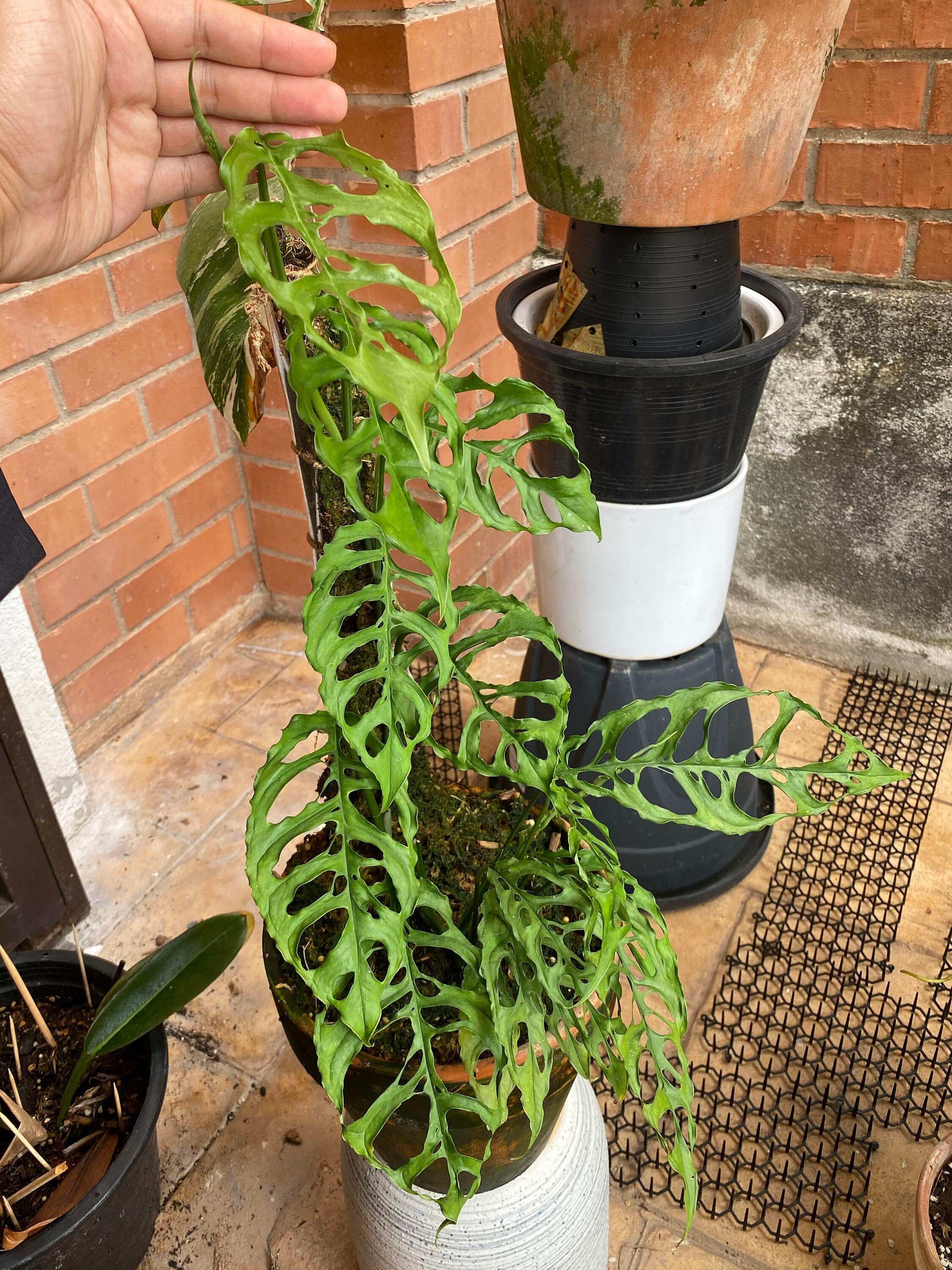 10 Rare Monstera Obliqua Peru Seeds Monstera Rare Live Plant - Etsy UK