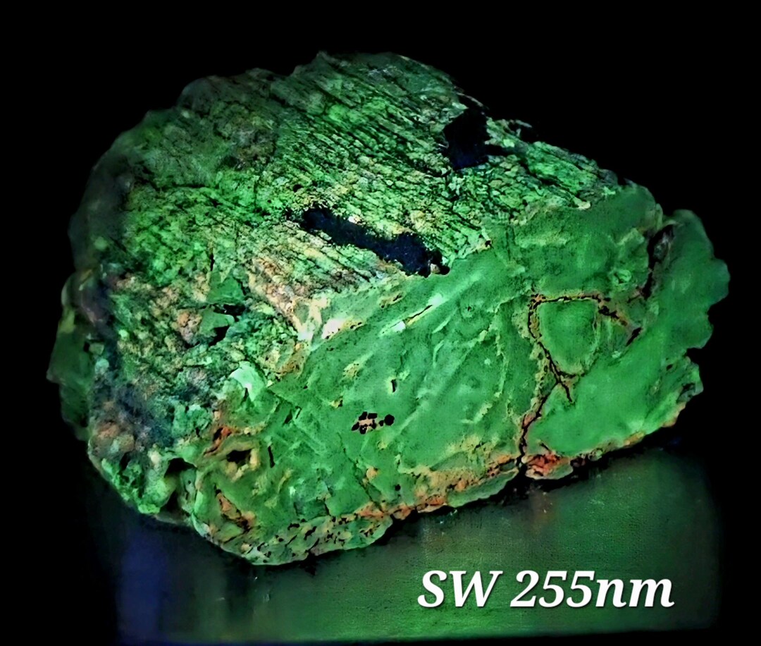 Wyoming Limb Cast Petrified Wood, Chalcedony, Fluorescent Under UV ...