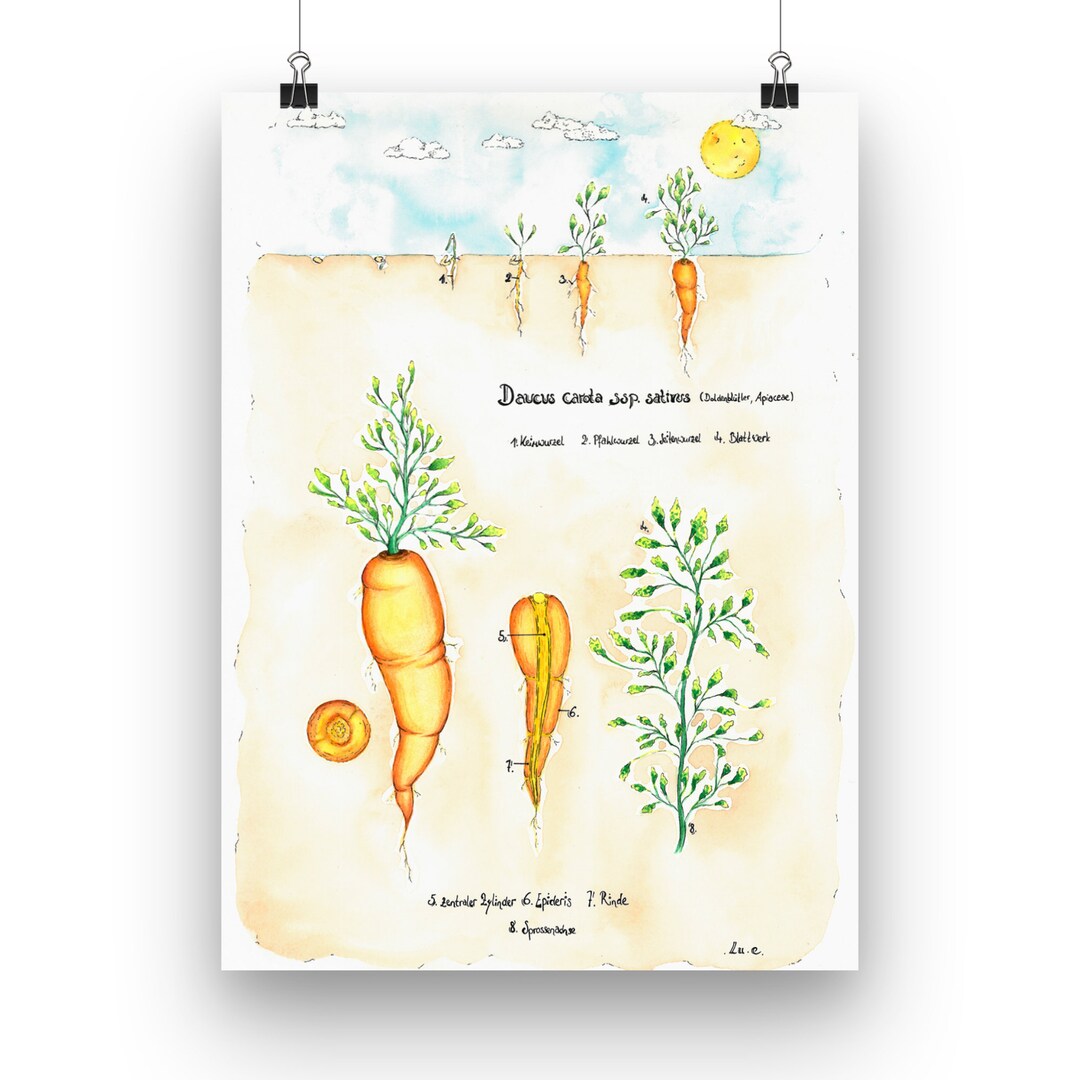 Botanical Art Print of a Happy Carrot / Print of a Painting of a Life ...