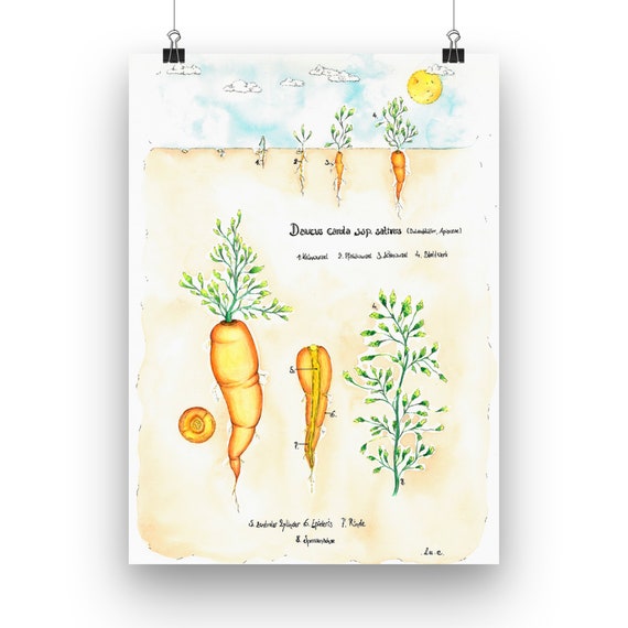 Botanical art print of a happy carrot / print of a painting of | Etsy