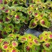 Coleus Lombard Street, Live Rooted Starter Plant, Vibrant Ornamental ...