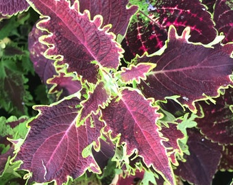 Coleus Kingwood Karnival, Live Starter Plant, Vibrant Ornamental ...