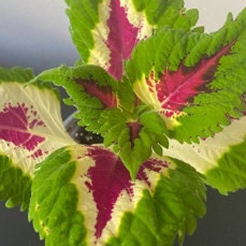 MPB1 Coleus Seeds Coleus Premium Sun Watermelon 15 Thru 200 - Etsy