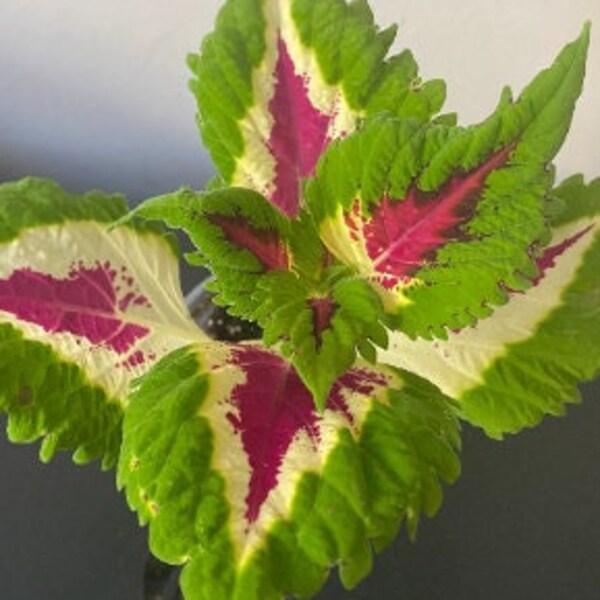 Watermelon Coleus - Etsy