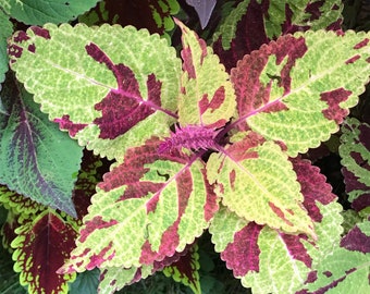 Coleus Kingwood Karnival, Live Starter Plant, Vibrant Ornamental ...