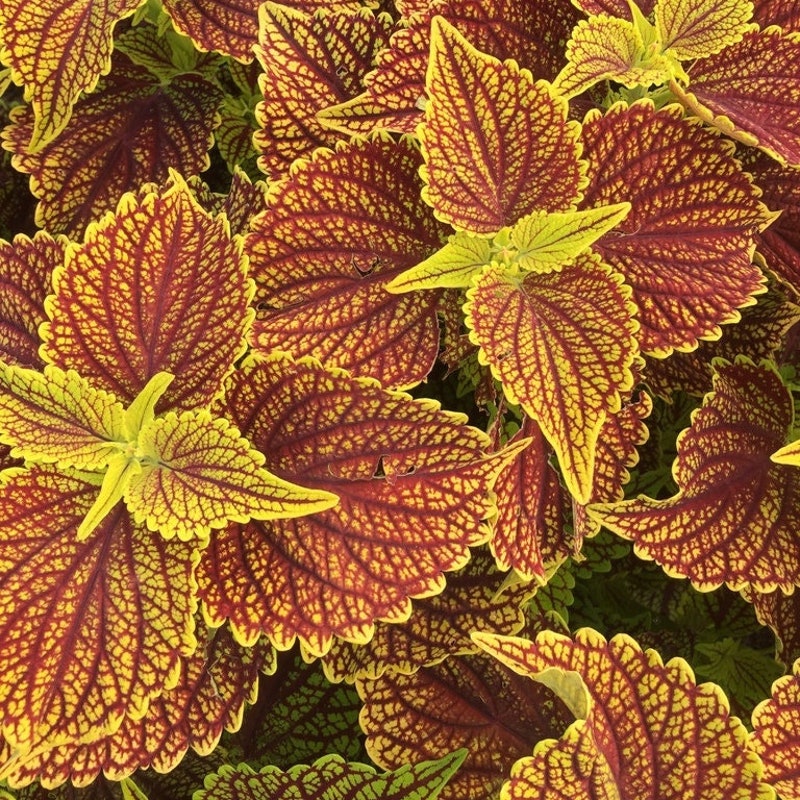 Coleus Plant - Etsy