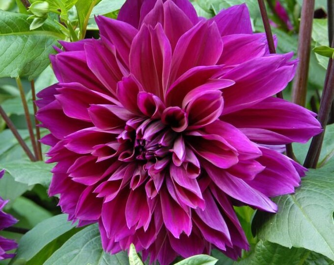 Dahlia (seeds) Dwarf Double Opera Purple - Etsy