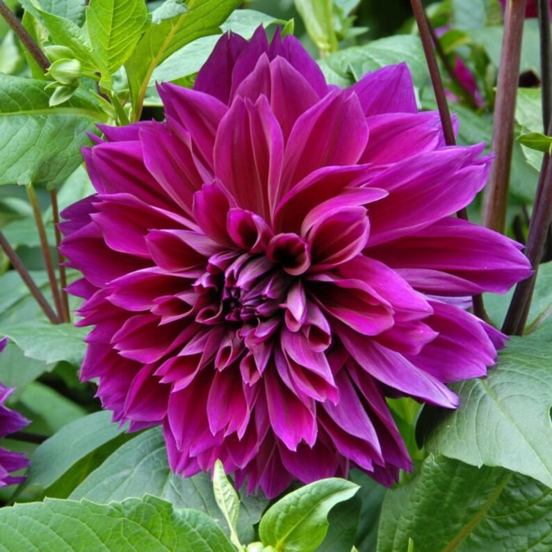 Dahlia seeds Dwarf Double Opera Purple | Etsy