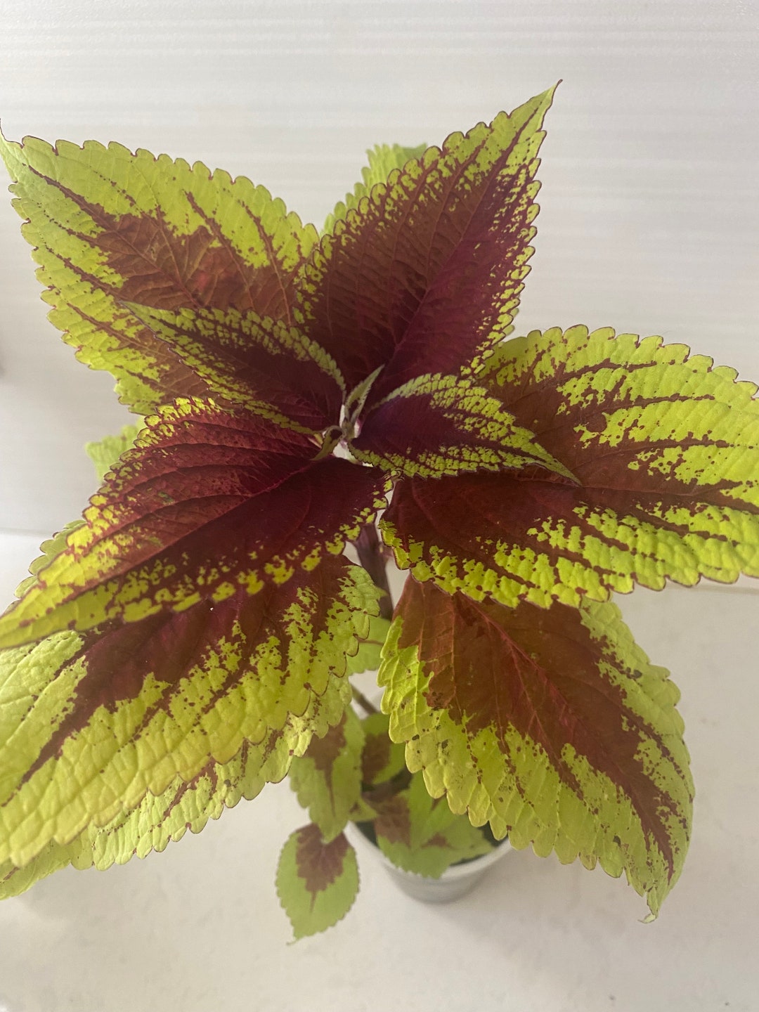 Coleus Defiance - Etsy