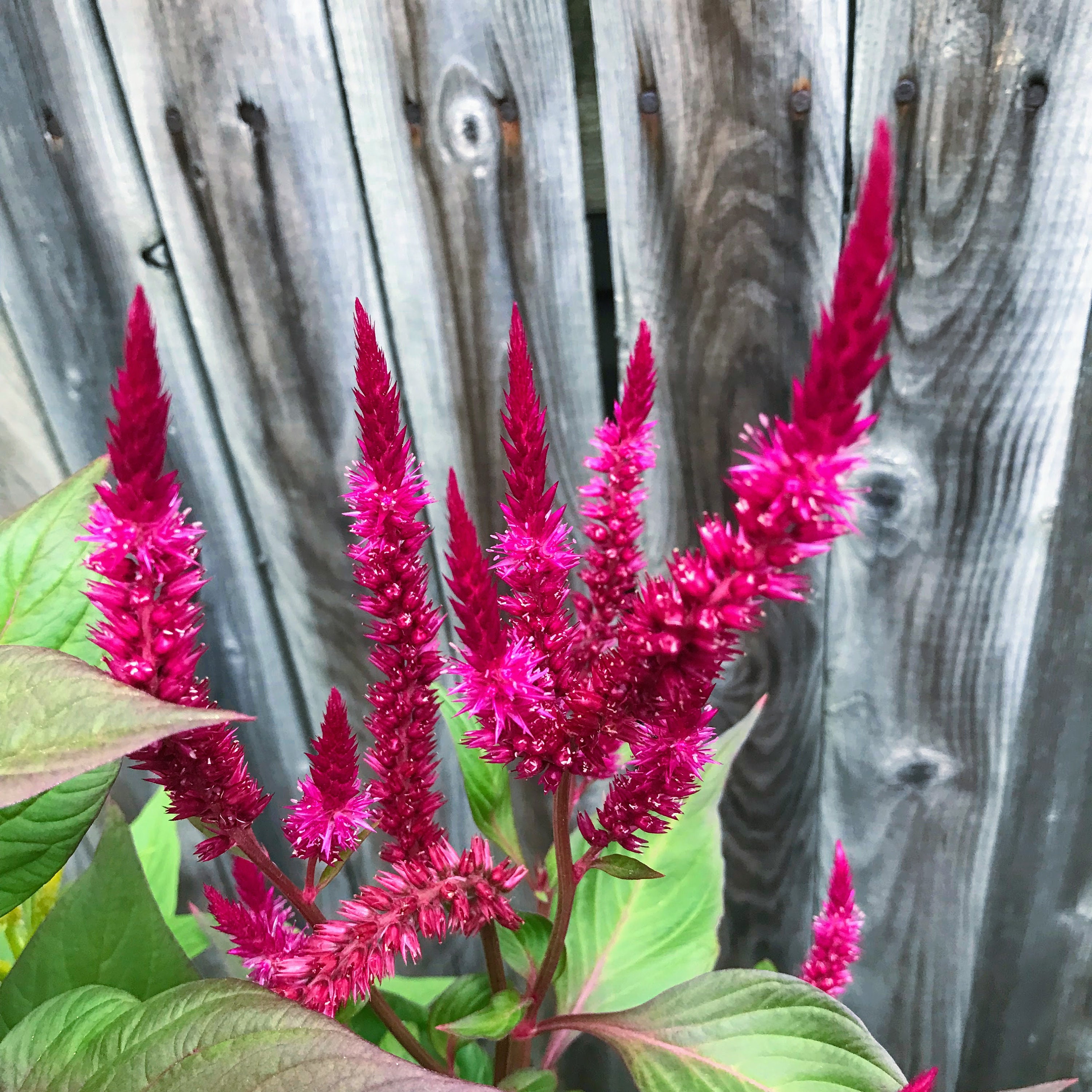 Celosia (seeds) Feathery Plumed Magenta, Vibrant Flower, Rare Seeds for ...