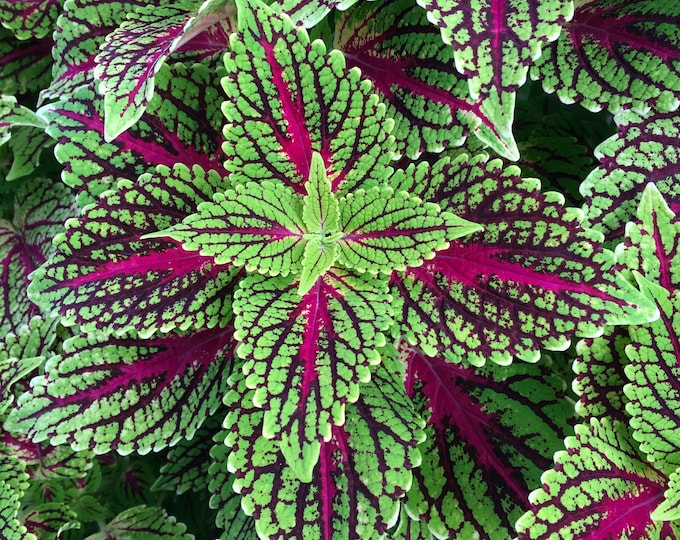 Coleus ‘down Town Royalty’ - Etsy