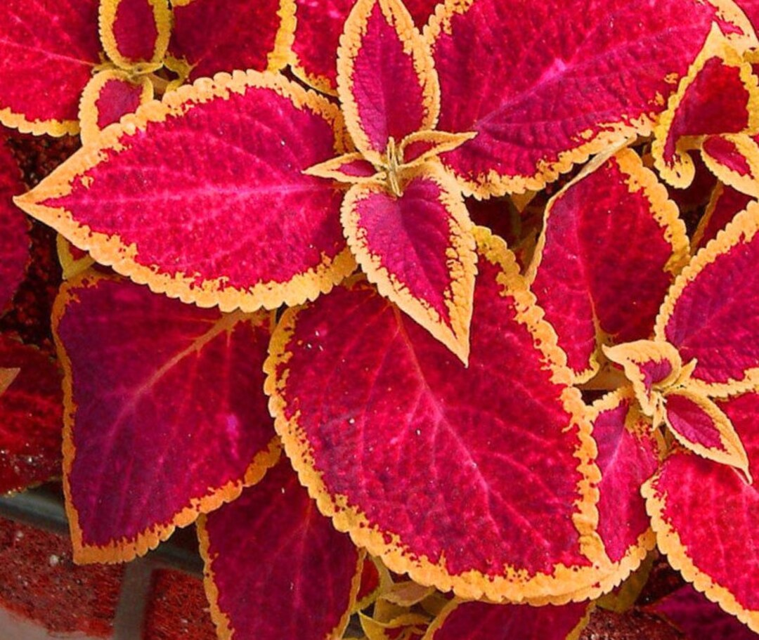 Coleus seeds Jazz Ruby, Vibrant Ornamental Plant, Rare Seeds for ...