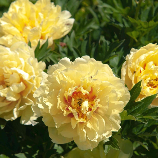Peony Live Plant - Etsy