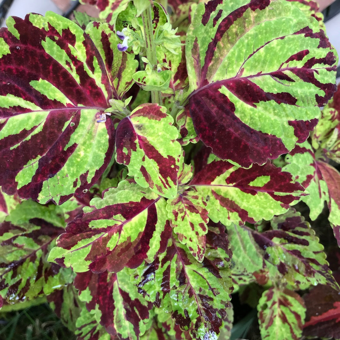 Coleus (seeds) Dwarf Mosaic, Vibrant Ornamental Plant, Rare Seeds for ...