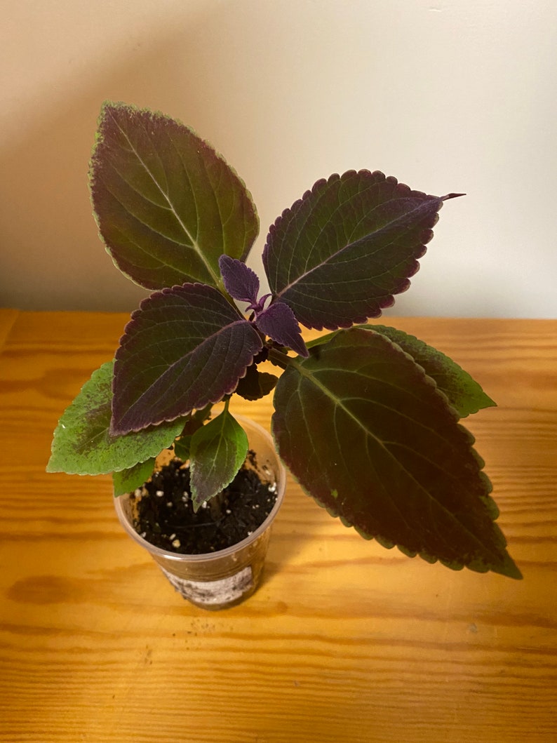 Coleus Vino Live Starter Plant Vibrant Purple Ornamental - Etsy