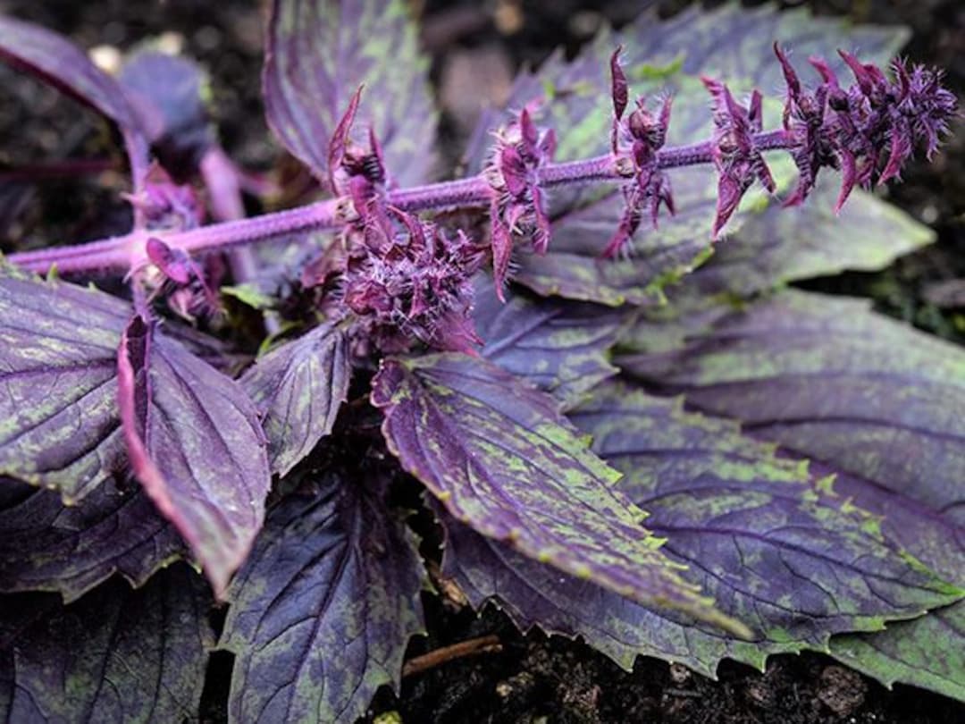 Basil (seeds) Persian, Tasty Vegetable & Herb, Easy to Grow Fresh ...