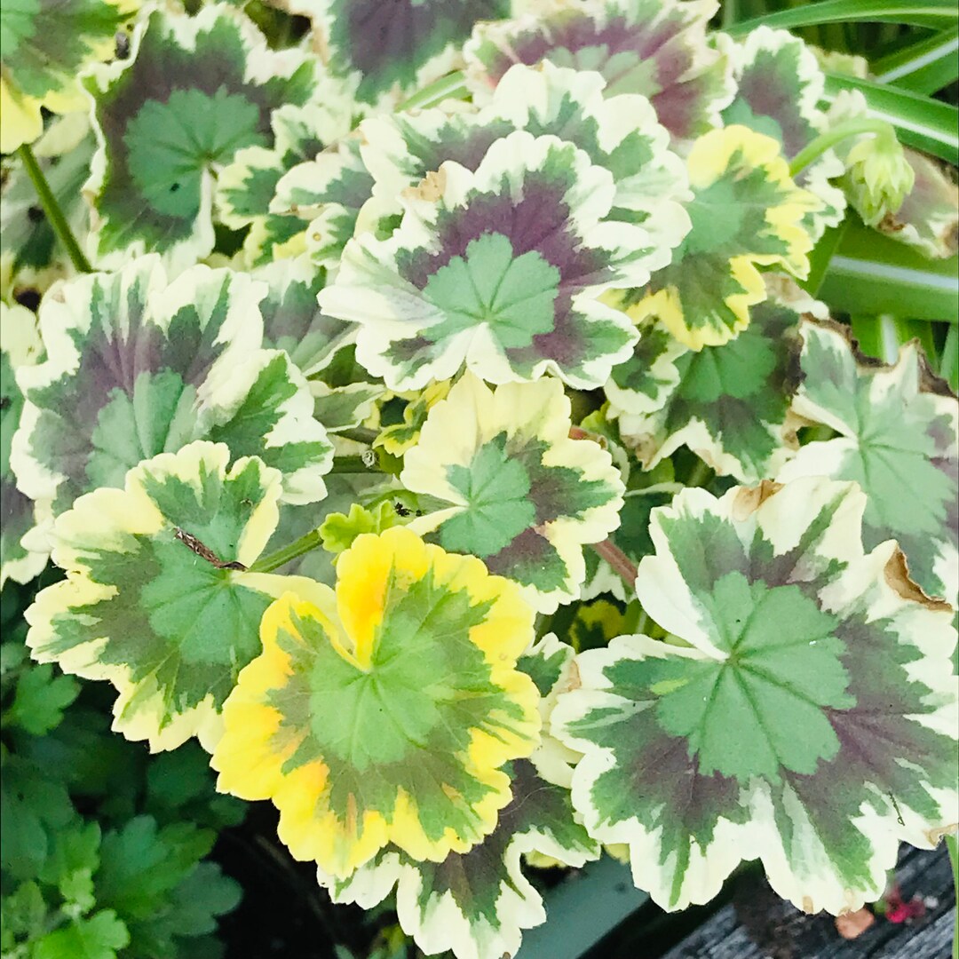 Geranium Brocade Mrs. Pollock, Red Flowering Live Houseplant, Rare ...