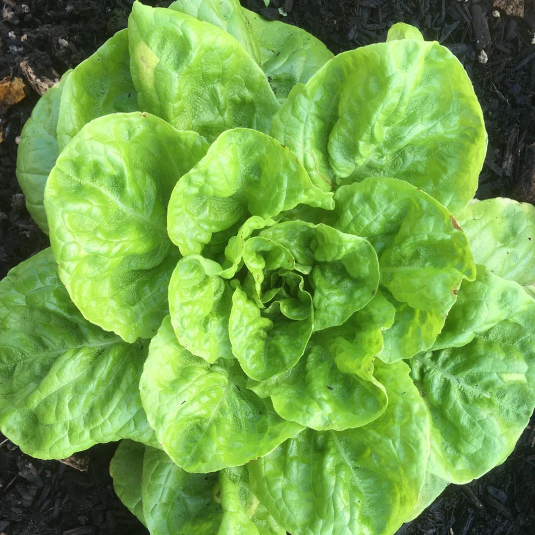 Lettuce (seeds) Landis Winter, Cold Hardy Vegetable, Easy to Grow Fresh ...