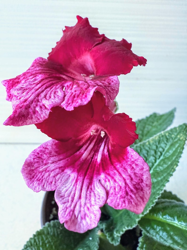 Streptocarpus Ladyslippers Red Bicolor Live Starter Plant, Rare Magenta ...