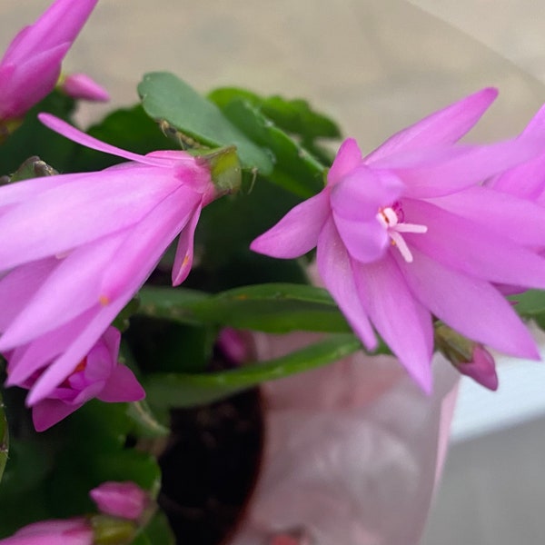 Christmas Cactus Live Plant - Etsy
