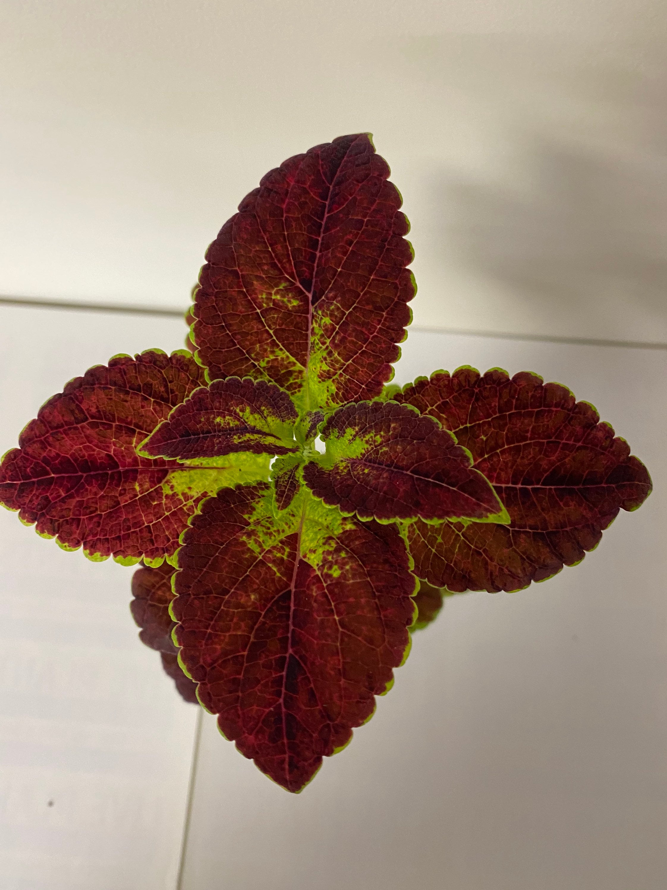 Coleus (cutting) Dipt in Wine - Etsy