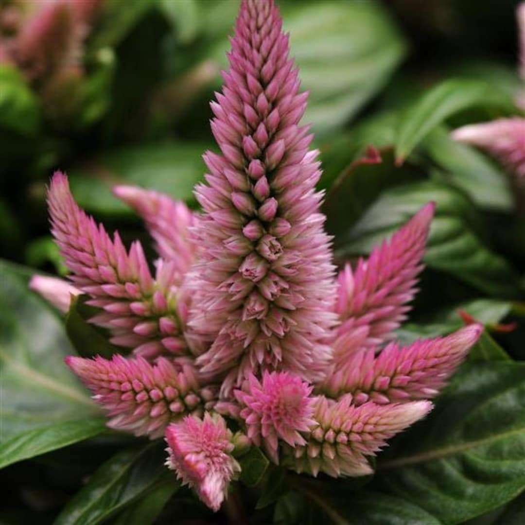 Celosia (seeds) Kosmo Pink, Vibrant Flower, Rare Seeds for Planting ...