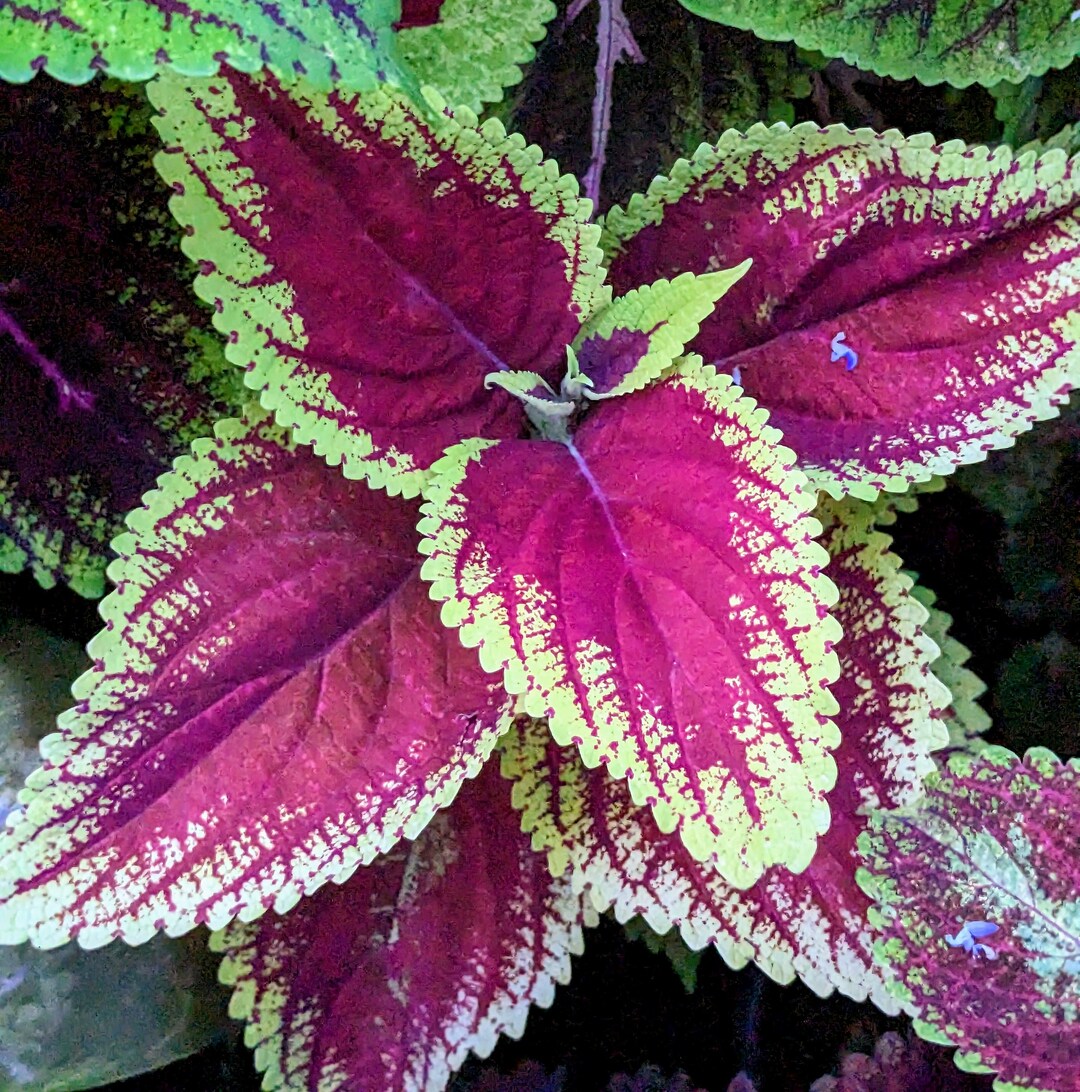 Coleus Red Coat Live Rooted Starter Plant Vibrant Ornamental - Etsy