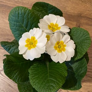 Primrose English Accord White, Plant, Live - Etsy