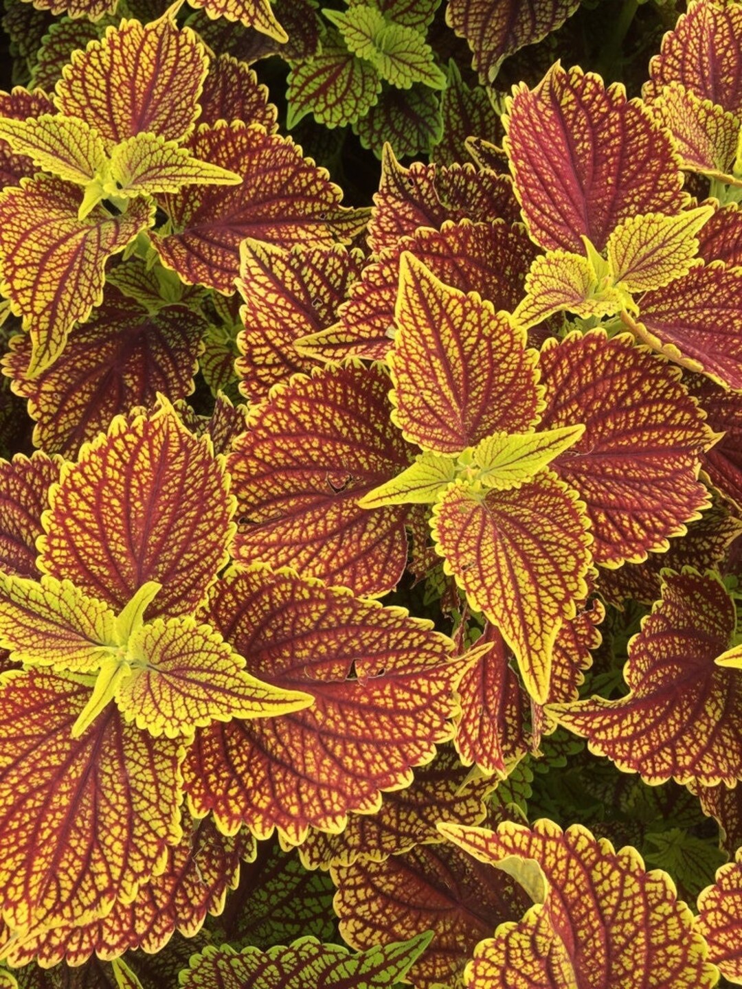 Coleus Coleosaurus, Live Starter Plant, Vibrant Bronze Ornamental ...