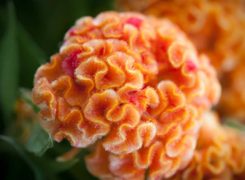 Celosia (zaden) hanekam cristata-mix, levendige bloem, zeldzame zaden ...