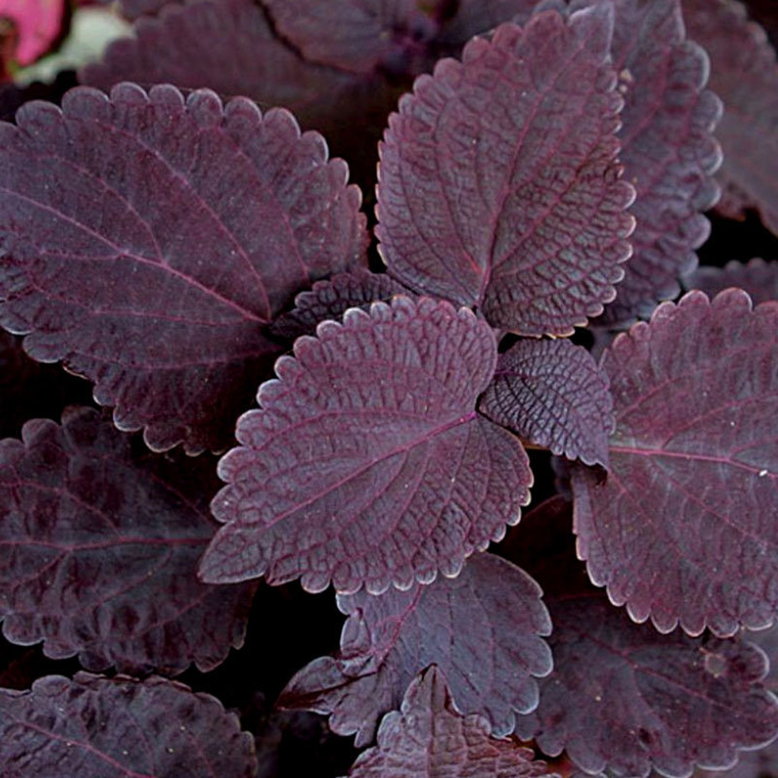 Coleus (seeds) Giant Exhibition Palisandra, Vibrant Ornamental Plant ...