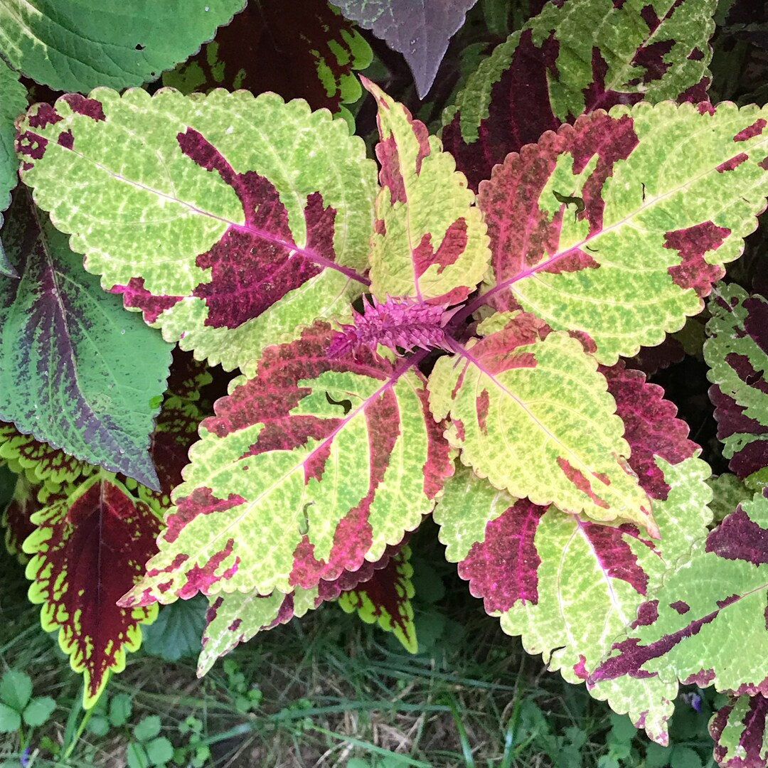 Coleus (seeds) Fairway Mosaic, Vibrant Ornamental Plant, Rare Seeds for ...