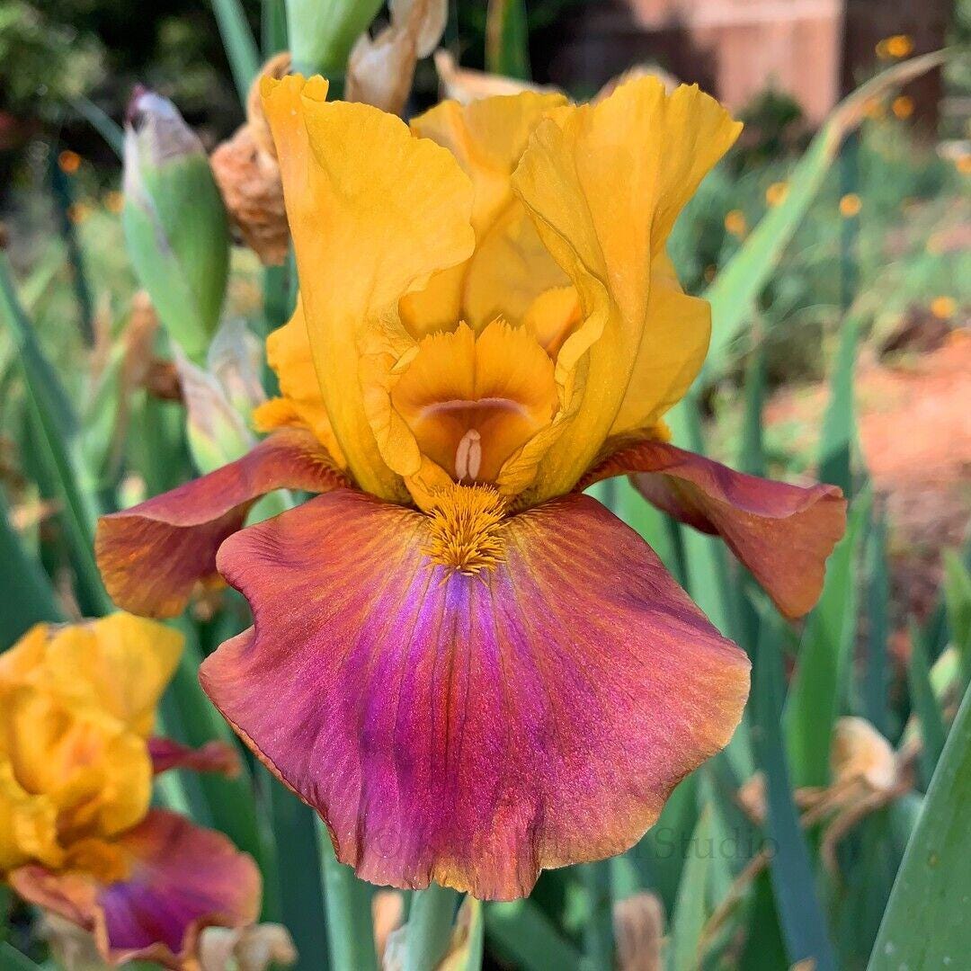 Bearded Iris Megabucks (rhizome) Rare Reblooming Ruffled Vibrant Yellow ...