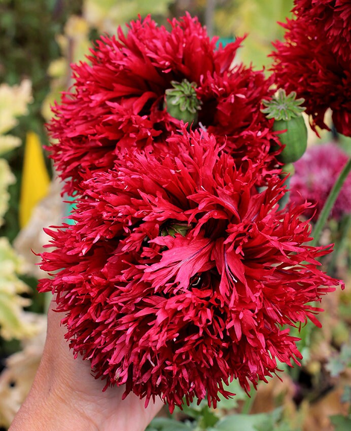Poppy (seeds) Crimson Feathers Red Vibrant Flower Rare Plant Great for ...