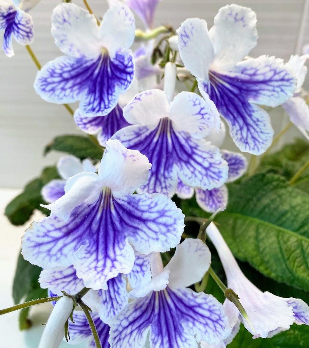 Streptocarpus Crystal Ice Snowy Live Starter Plant Easy-to-grow Rare ...