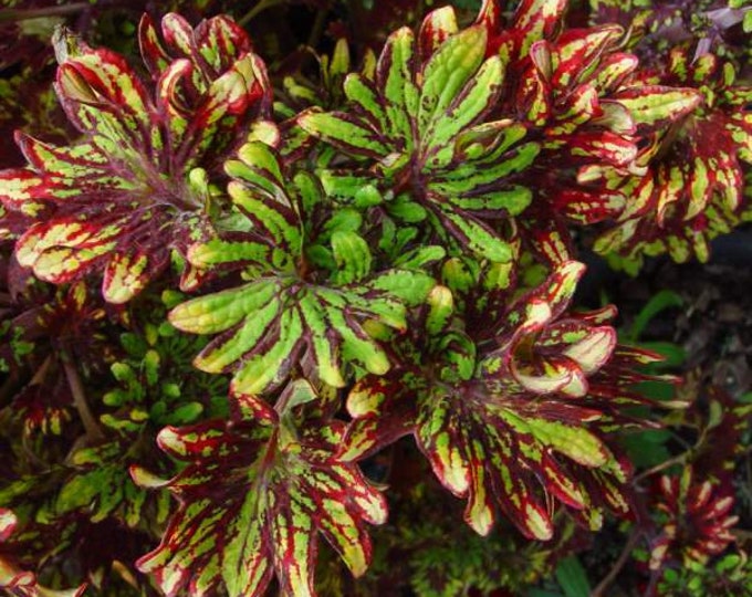 Coleus Kingwood Karnival, Live Starter Plant, Vibrant Ornamental ...