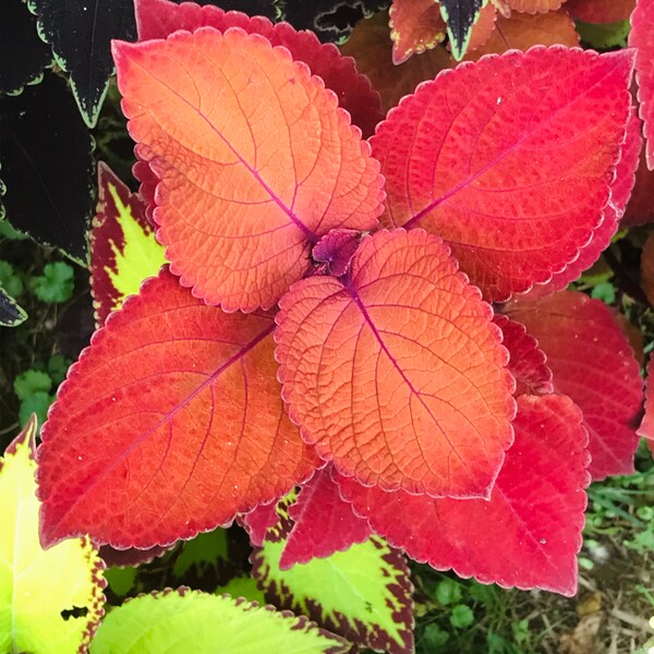 Coleus - Etsy