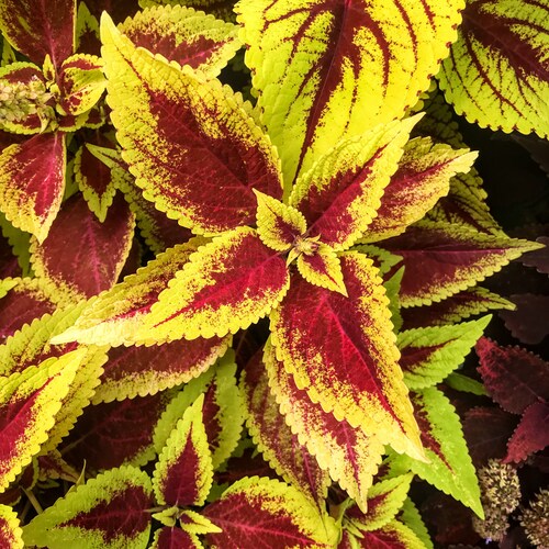 Coleus seeds Wizard Coral Sunrise - Etsy