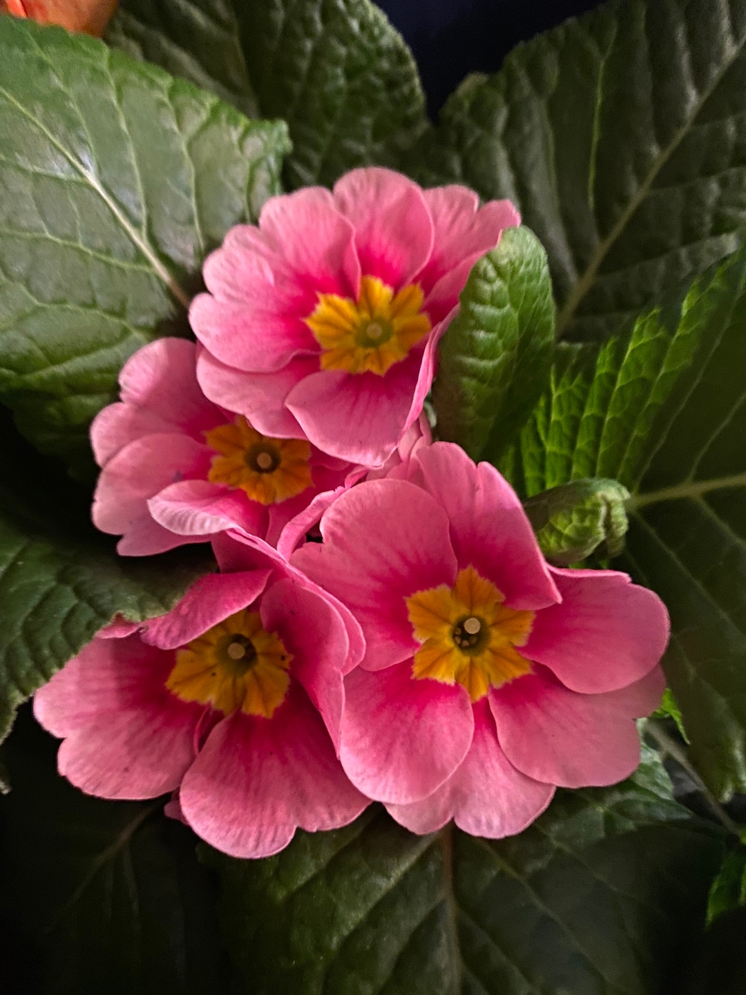 Primrose Pink Princess - Etsy