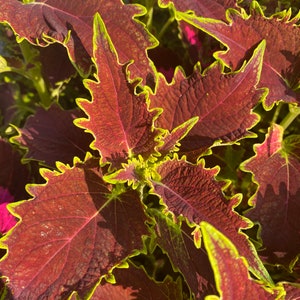 Coleus Bright Ruffles (cutting) - Etsy
