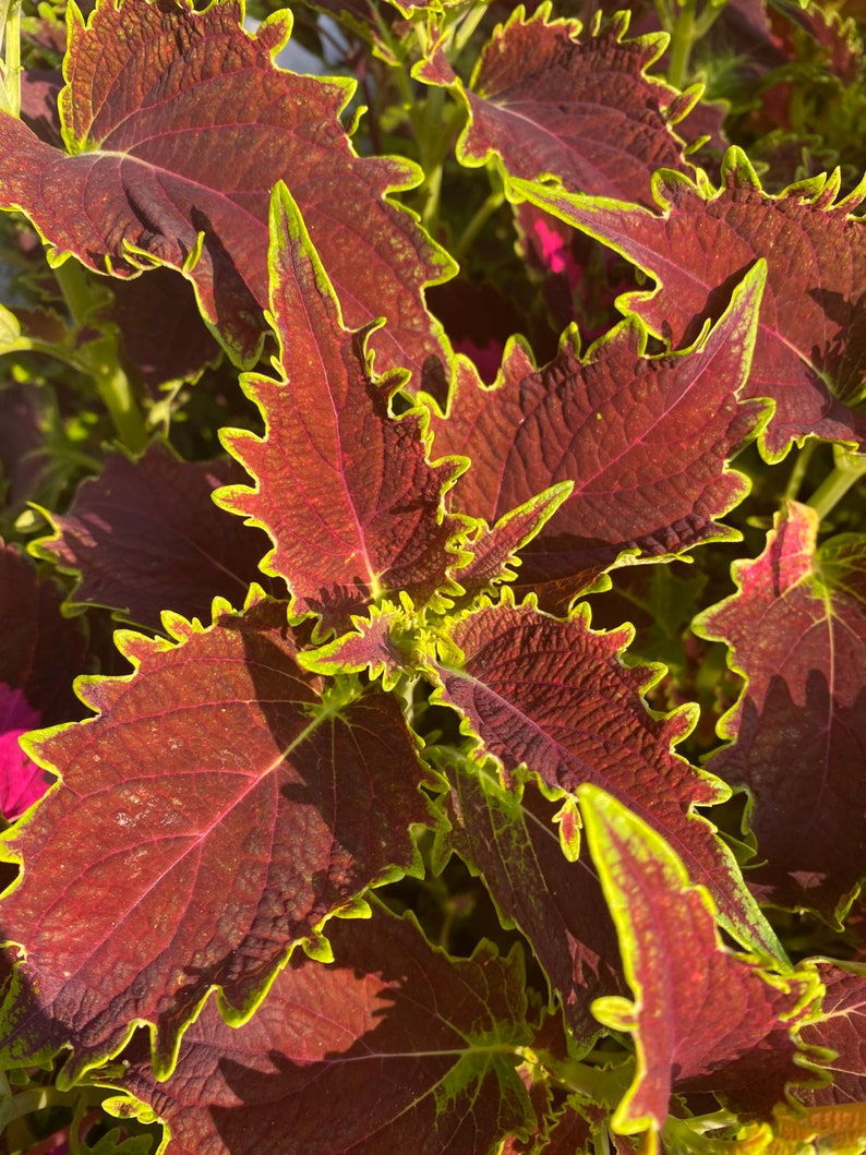Coleus Bright Ruffles cutting - Etsy