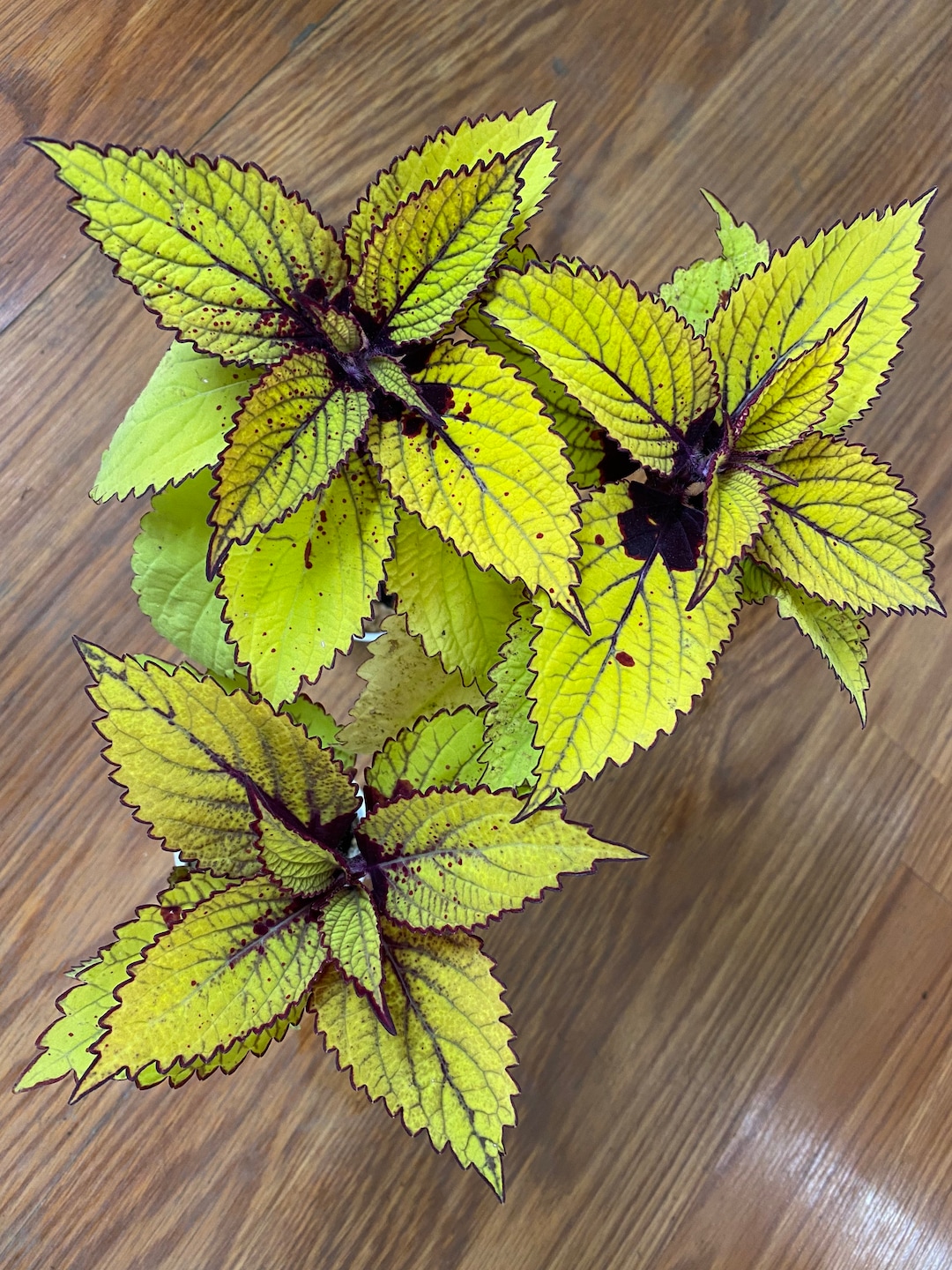 Coleus Pineapple Beauty - Etsy
