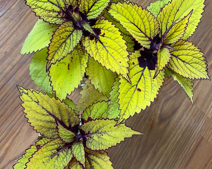 Coleus Pineapple Beauty - Etsy