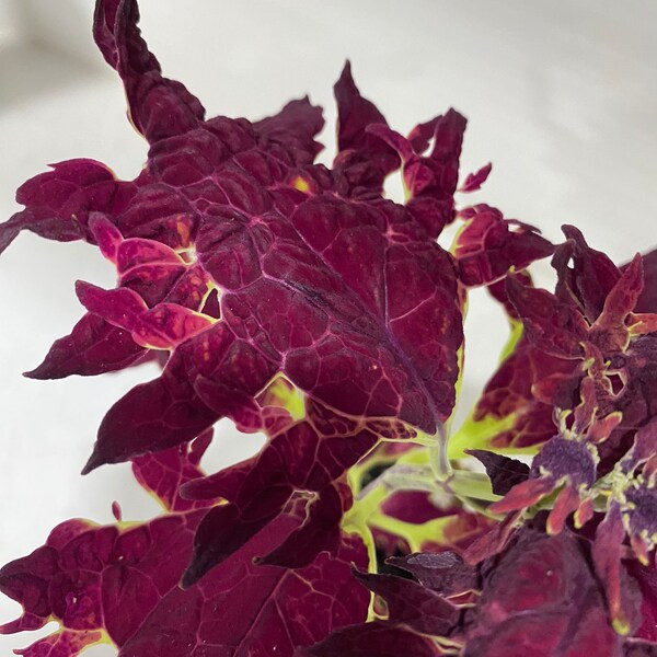 Sun Coleus - Etsy