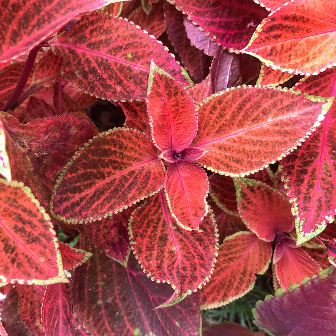 Coleus (seeds) Wizard Sunset, Vibrant Ornamental Plant, Rare Seeds for ...