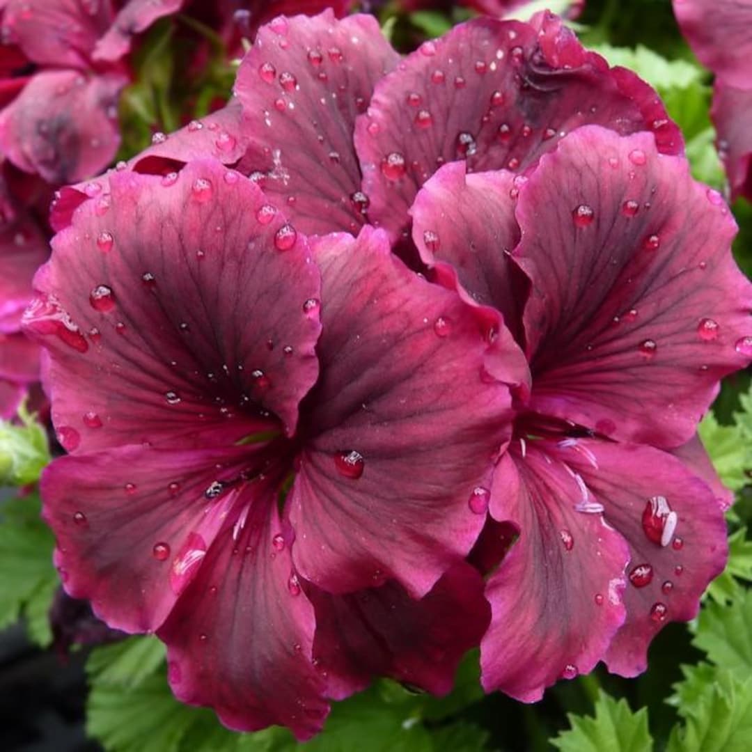 Elegance Burgundy Regal Geranium Live Plant | Rare Pelargonium, Green ...