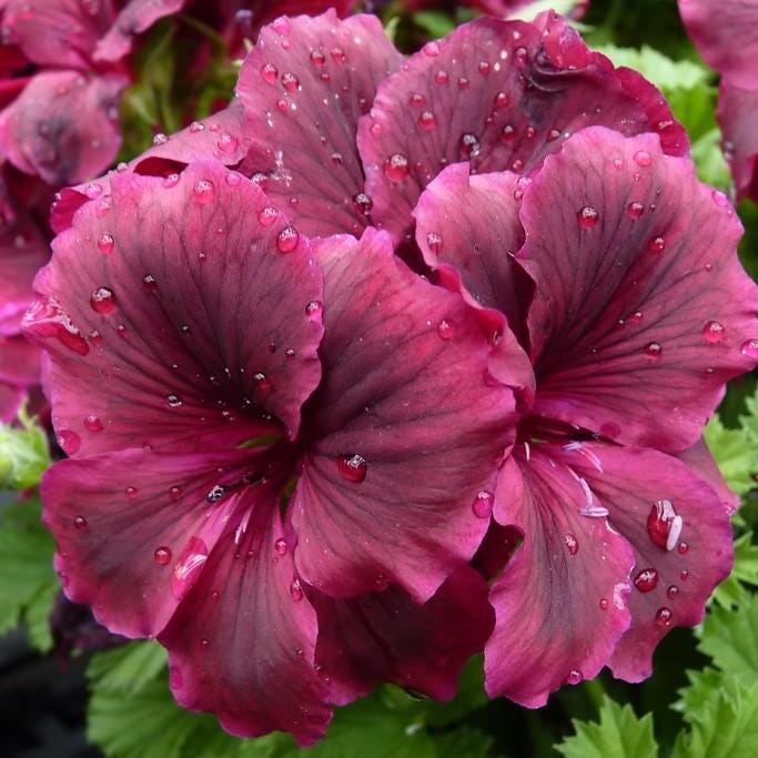 Elegance Burgundy Regal Geranium Live Plant | Rare Pelargonium, Green ...