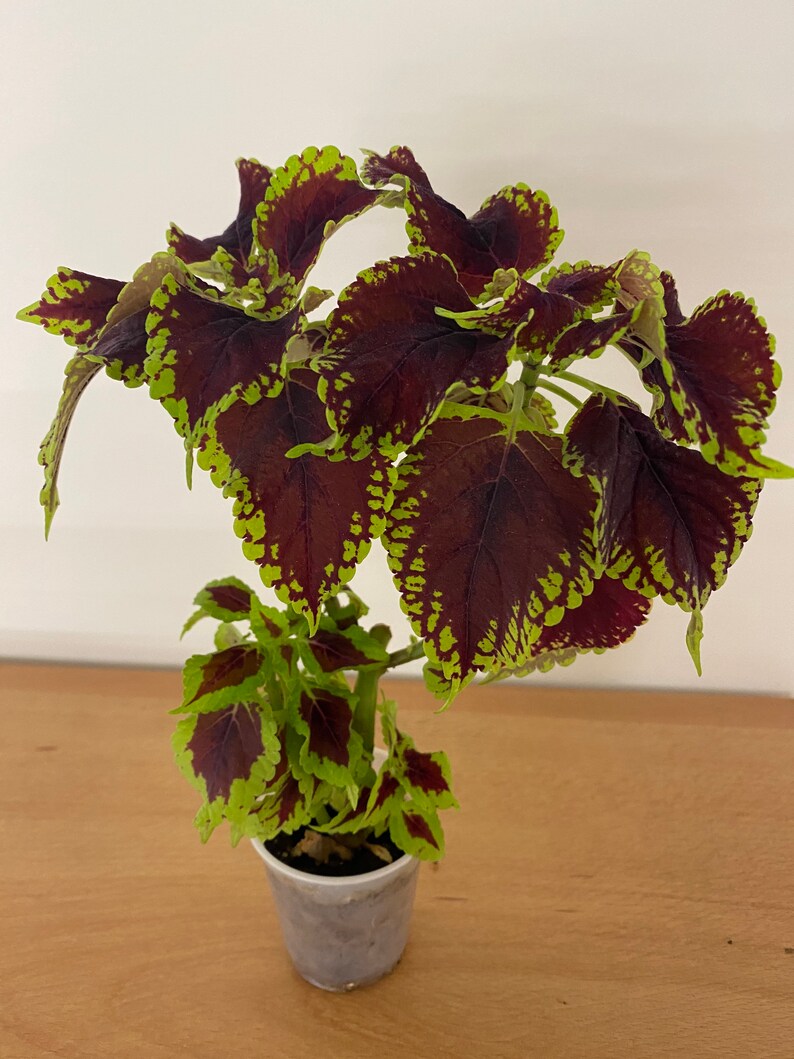 Coleus Coleosaurus, Live Starter Plant, Vibrant Bronze Ornamental ...